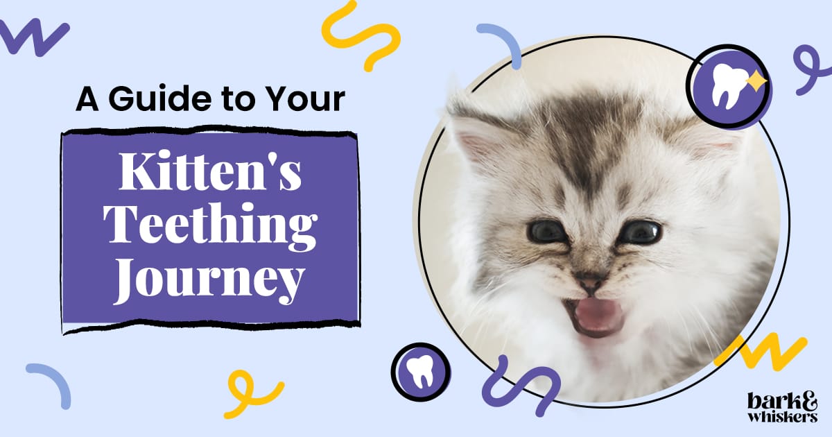 Kitten Teething: Stages, Signs and Dental Tips