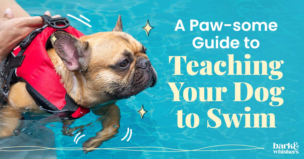Wag More, Splash More! A Paw-Some Guide to Teaching Your Dog to Swim
