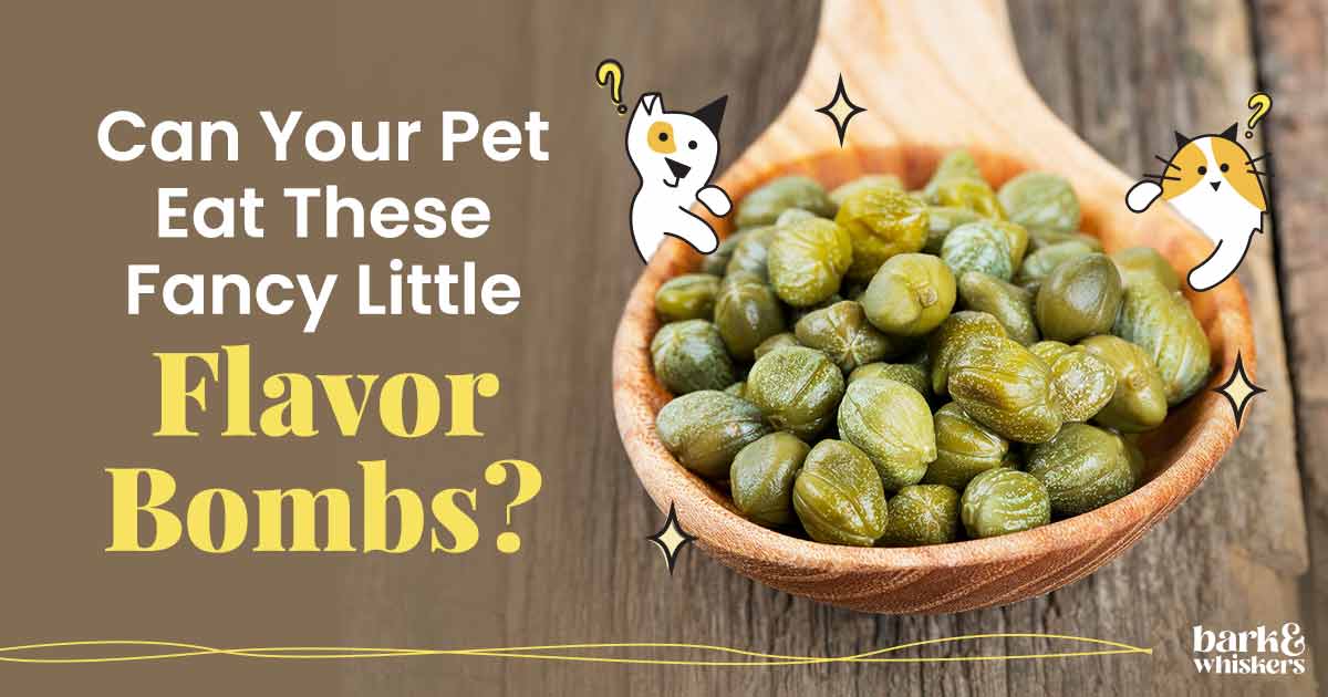 Are Capers Good for Pets?