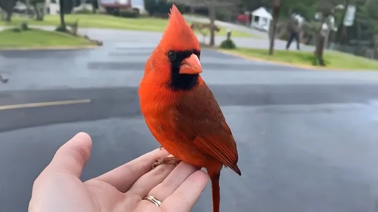 Clifford the Cardinal