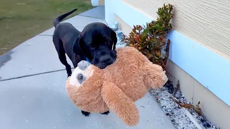 Rambo Didn't Know How to Dog - Until Now