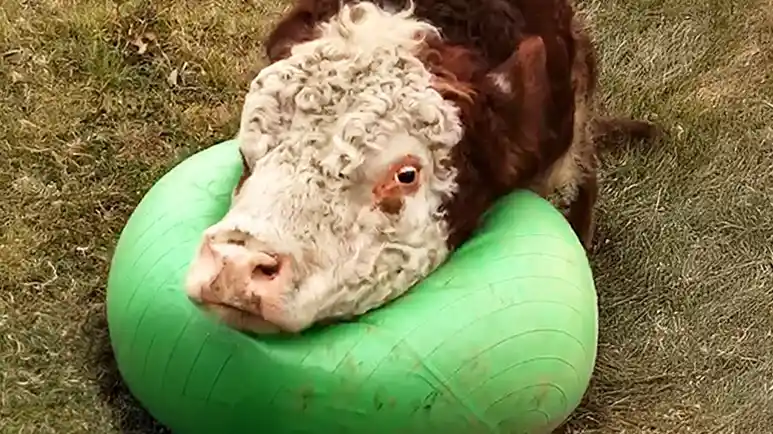 Spud's Giant Ball Surprise