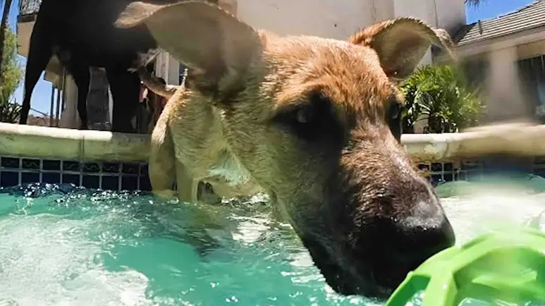 The Puppy Pool Party You Didn't Know You Needed