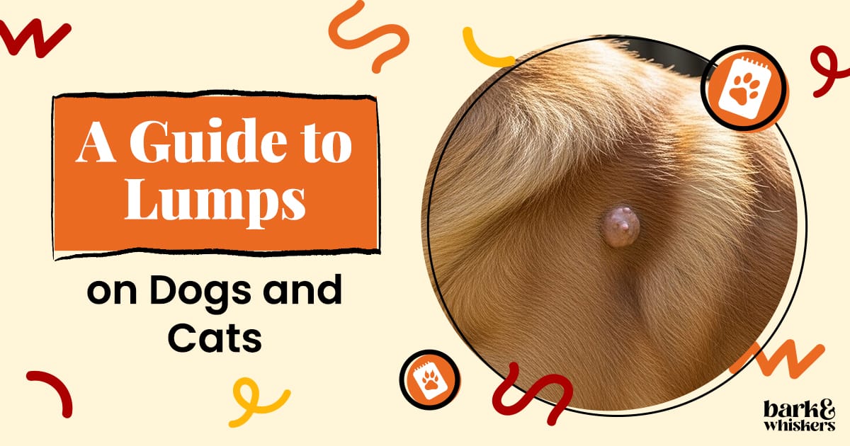 Lumps on Dogs and Cats - Causes, Symptoms, and Treatment Tips