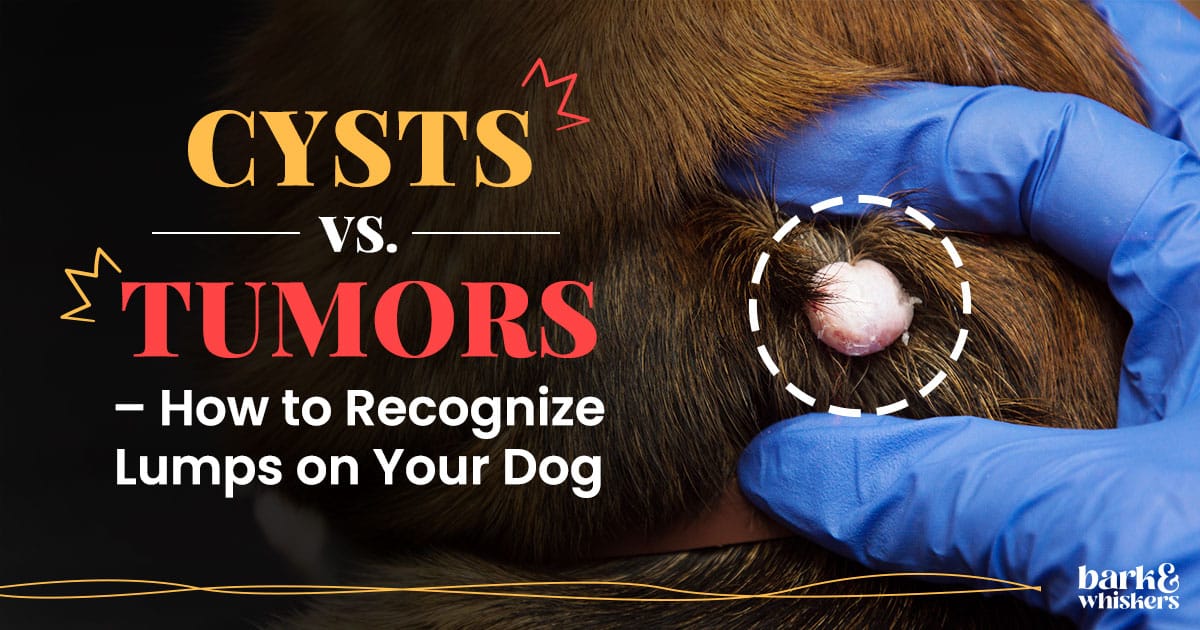 Cysts vs. Tumors - How to Recognize Lumps on Your Dog