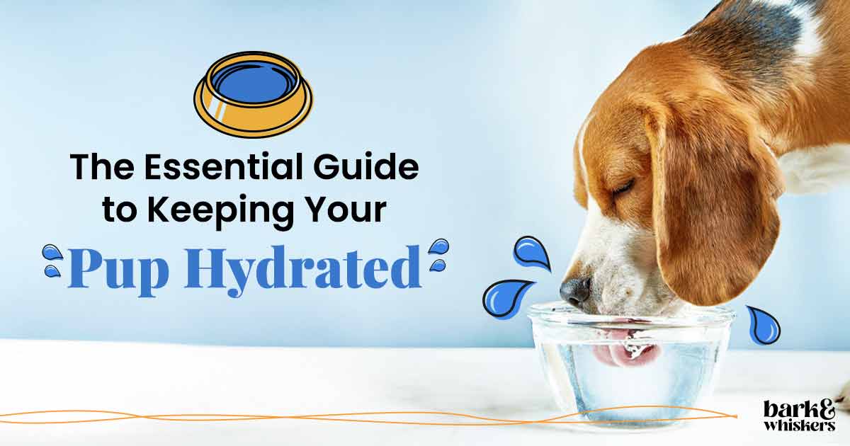 Keep Dogs Hydrated - Dehydration Signs and Tips
