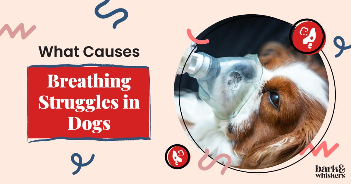 Dog Breathing Issues - Laryngeal Paralysis Guide