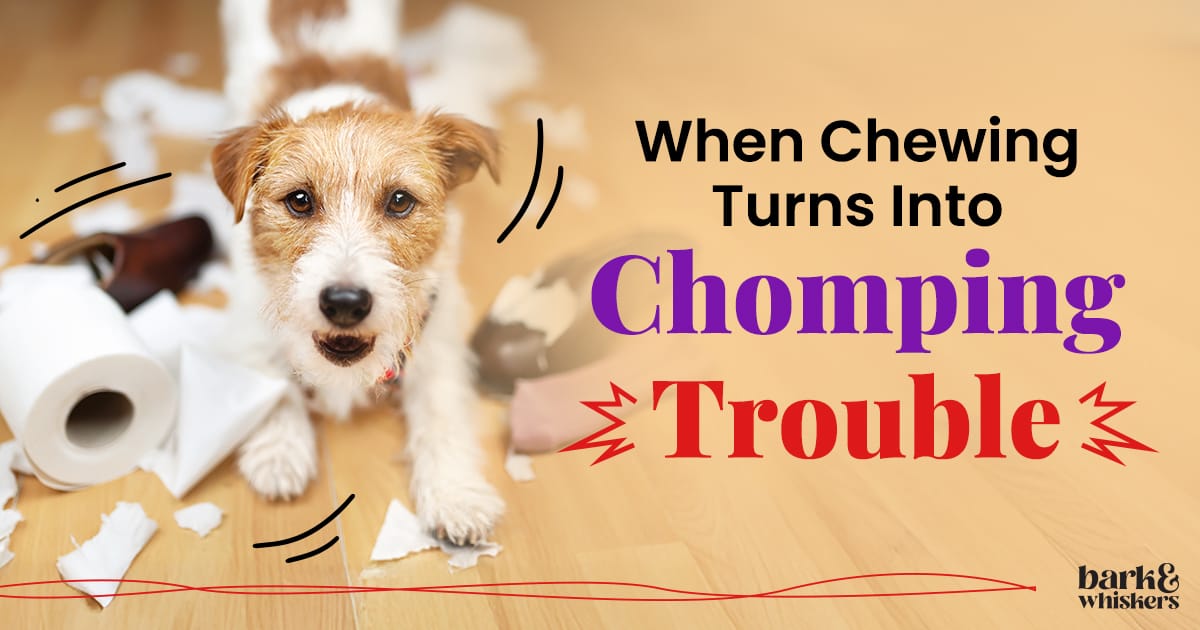 When Chewing Turns Into Chomping Trouble