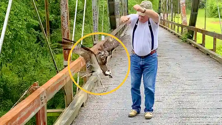 Osprey Dangling from Bridge Gets a Miracle Rescue