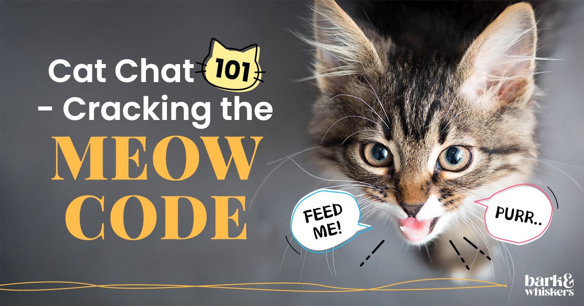 Decode Cat Meows - Vocal and Body Language