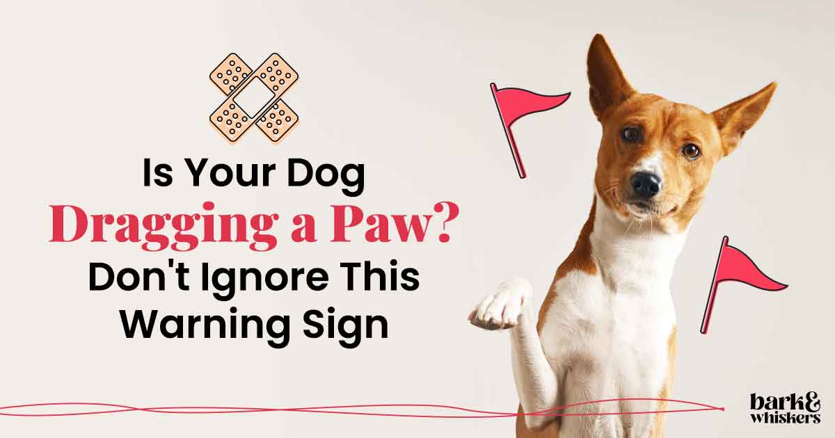 Is Your Dog Dragging a Paw? Don't Ignore This Warning Sign