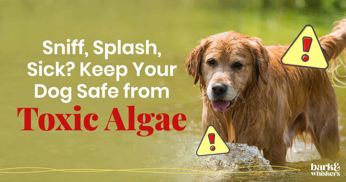 Sniff, Splash, Sick? Keep Your Dog Safe from Toxic Algae