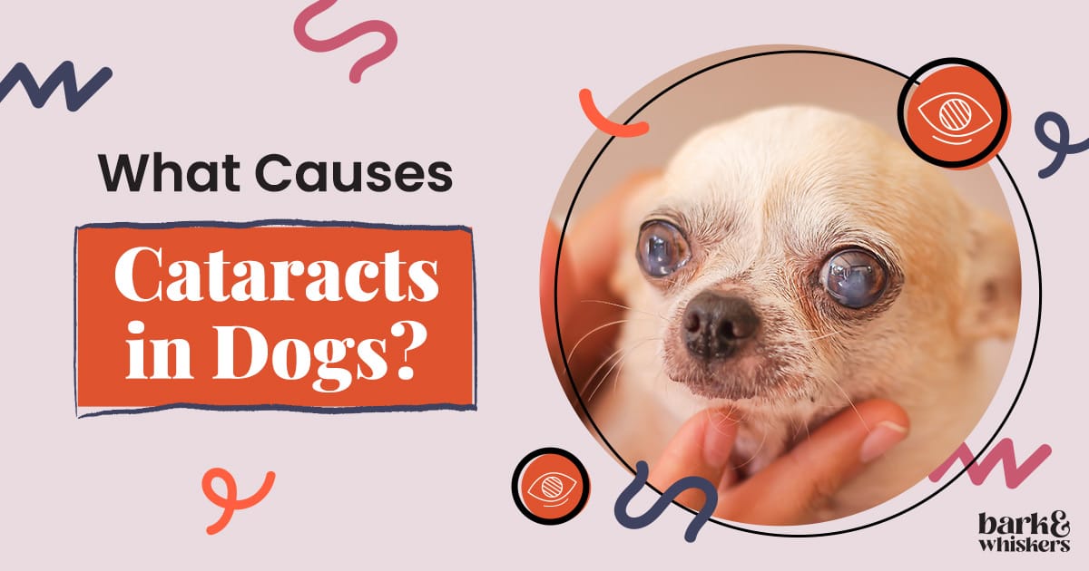 Cataracts in Dogs - Symptoms, Causes, and Treatment Options