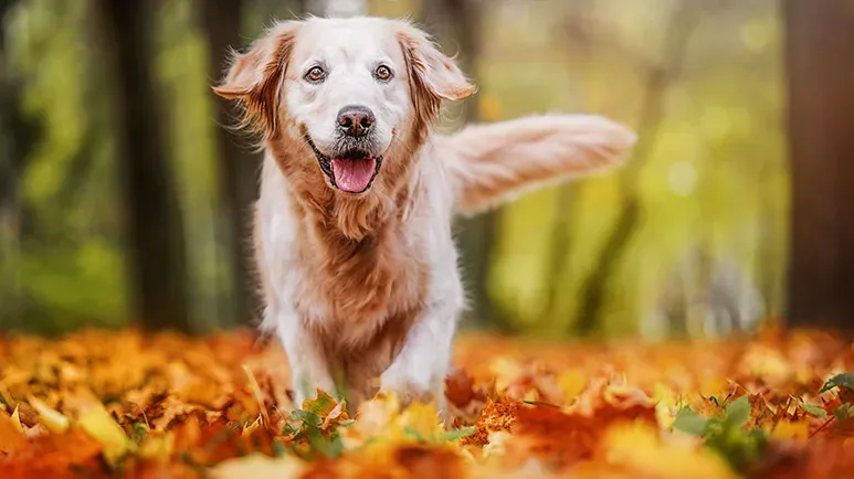 Duchenne Muscular Dystrophy in Dogs Symptoms and Treatments