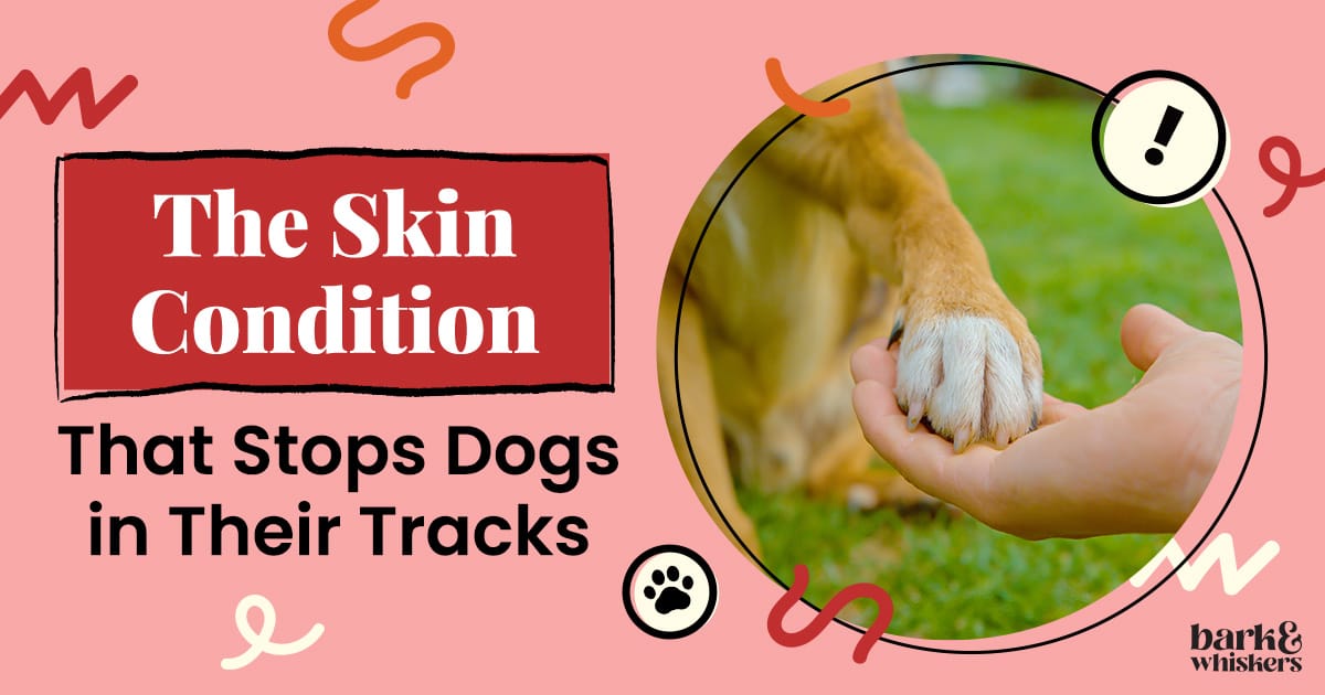 Interdigital Furunculosis in Dogs: Causes, Signs and Care