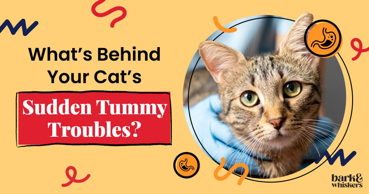 Cat GERD: Spot Signs and Care for Acid Reflux