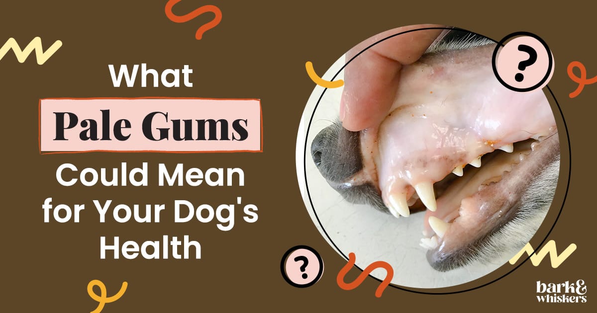 What Pale Gums Could Mean for Your Dog's Health