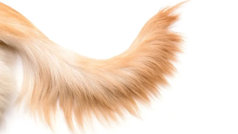 What Your Pet's Tail Reveals About Health and Behavior