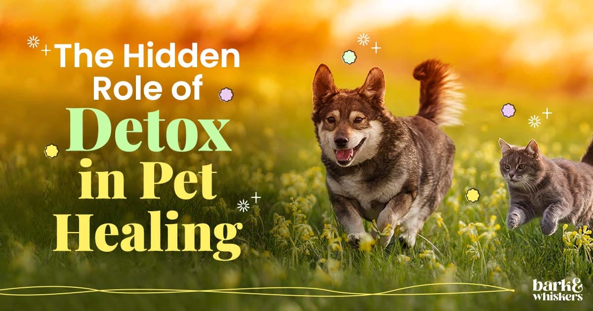 The Hidden Role of Detox in Pet Healing