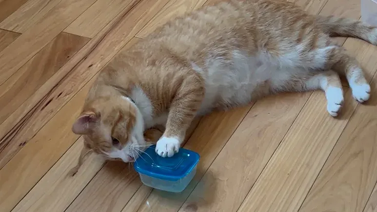 Cat Obsessed with Tupperware Gets His Dream Gift