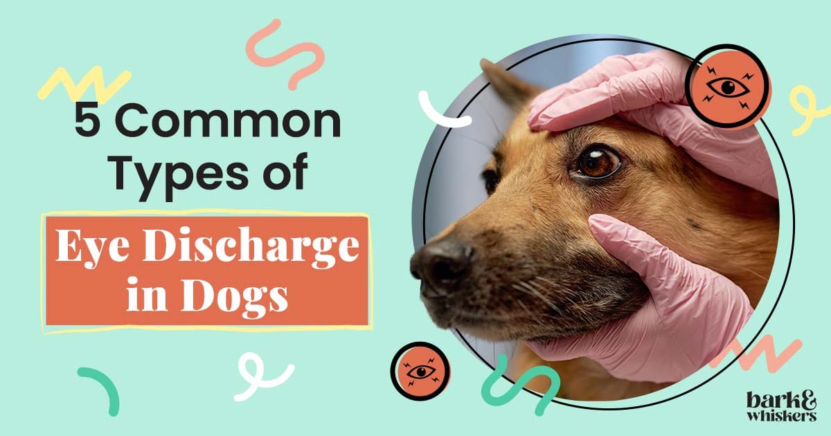 Dog Eye Discharge - Colors, Causes, and When to Worry