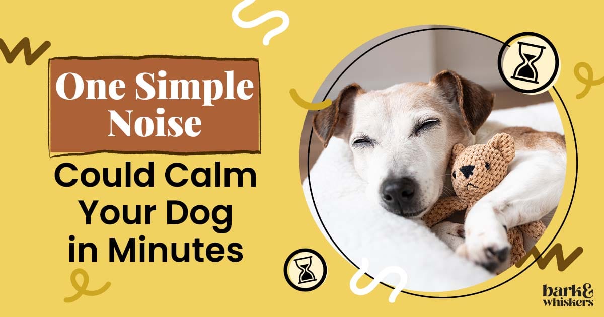 White Noise for Dogs - Calm Anxiety, Barking, Stress
