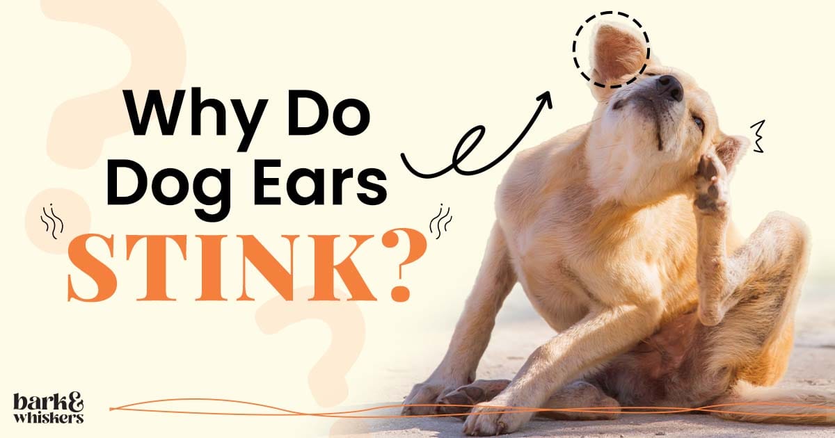 Why Your Dog's Ears Smell Bad - Causes and Care Tips