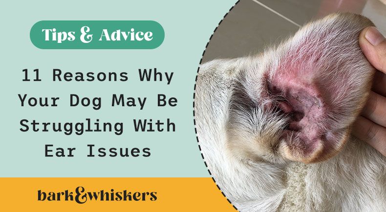 Canine Ear Infections