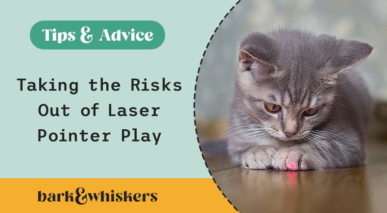 Taking the Risks Out of Laser Pointer Play for Cats