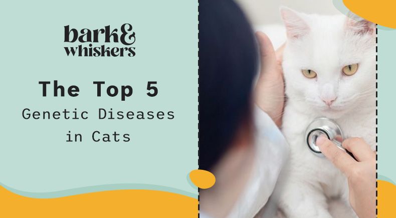 The Top 5 Genetic Diseases in Cats