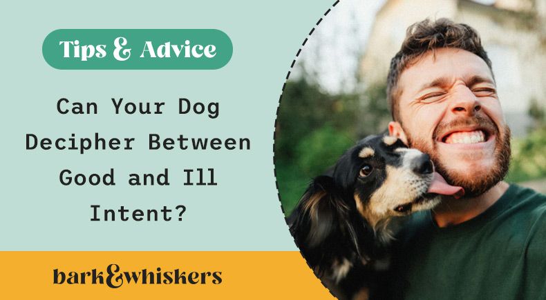 Can Your Dog Decipher Between Good and Ill Intent?