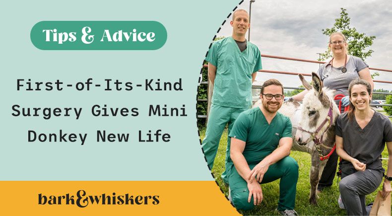 First-of-Its-Kind Surgery Gives Mini Donkey New Life