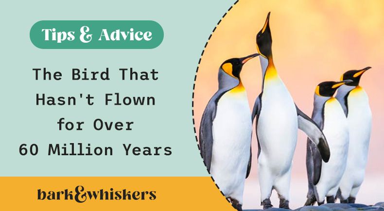 The Bird That Hasn't Flown for Over 60 Million Years