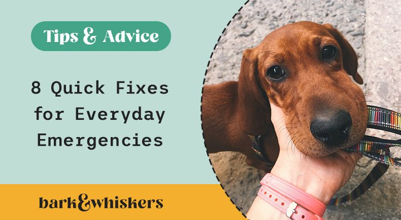 8 Quick DIY Fixes for Minor Pet Injuries and Illnesses
