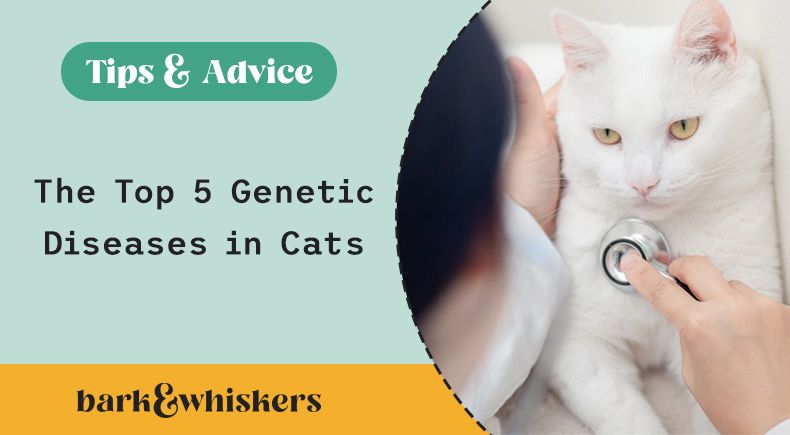 The Top 5 Genetic Diseases in Cats