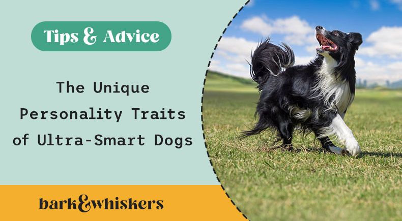 The Unique Personality Traits of Ultra-Smart Dogs