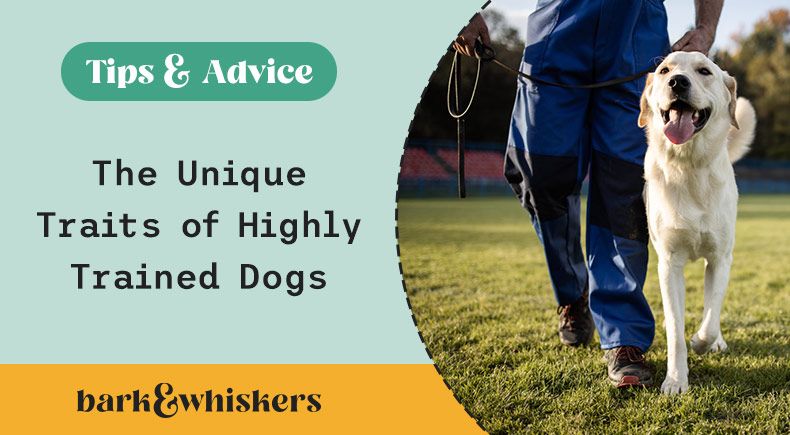 The Unique Traits of Highly Trained Dogs