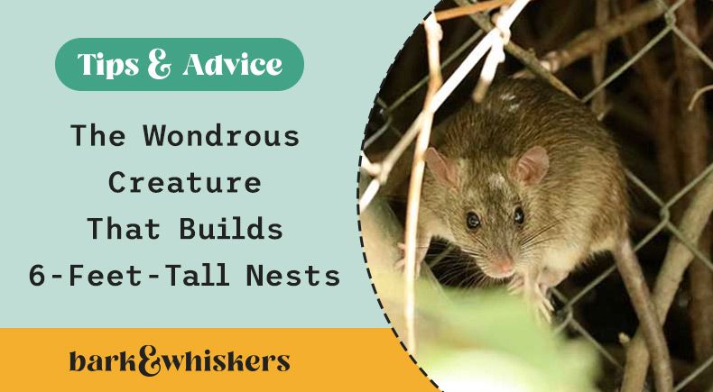 Key Largo Woodrat: The Creature That Builds 6-Feet-Tall Nests