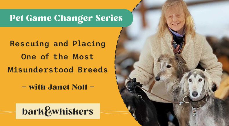 Rescuing & Placing Salukis: One of the Most Misunderstood Breeds