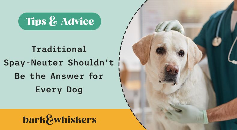 Spay-Neuter Techniques Can Be More Risky