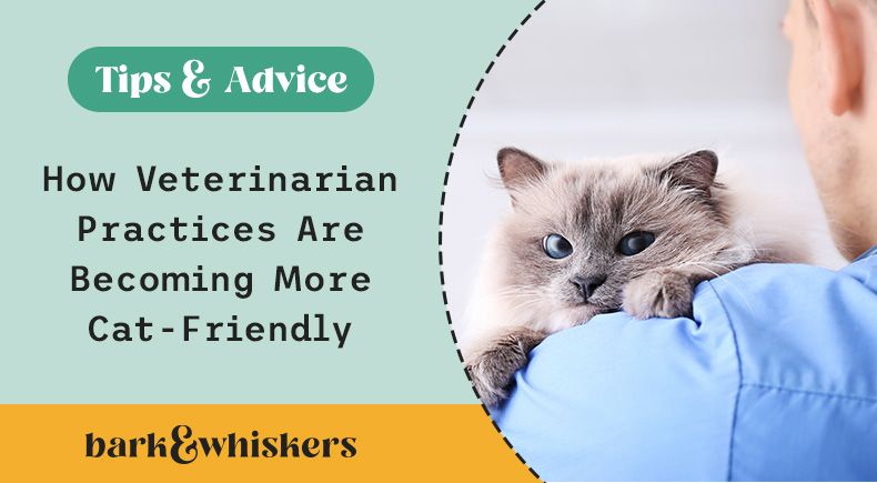 How Veterinarian Practices Are Becoming More Cat-Friendly
