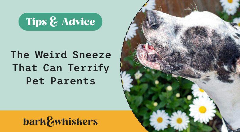 The Weird Sneeze That Can Terrify Pet Parents