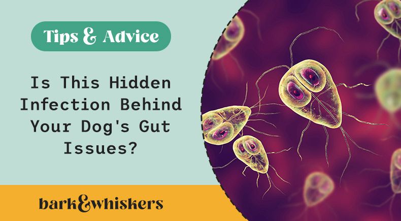 Giardia: Is This Hidden Infection Behind Your Dog's Gut Issues?