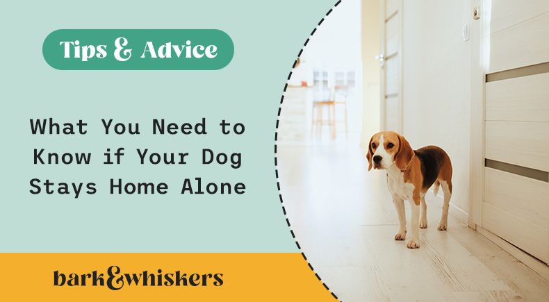 What You Need to Know If Your Dog Stays Home Alone
