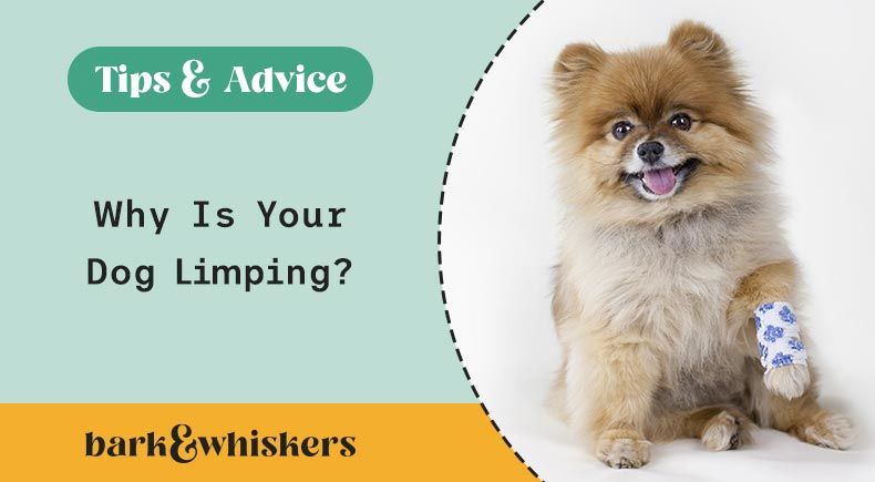 Why Is Your Dog Limping?