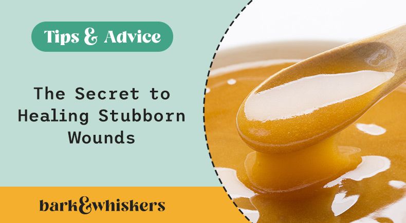 Honey: The Secret to Healing Stubborn Wounds