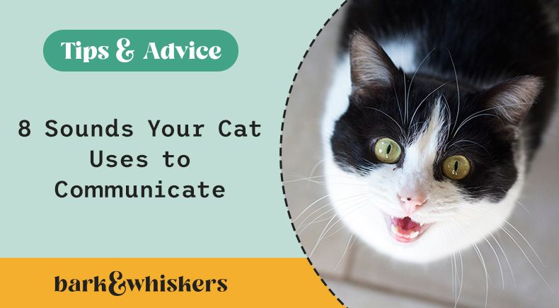8 Sounds Your Cat Uses to Communicate