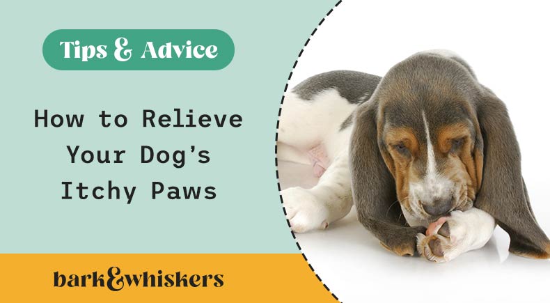 The Secret to Relieving Your Dog's Itchy Paws