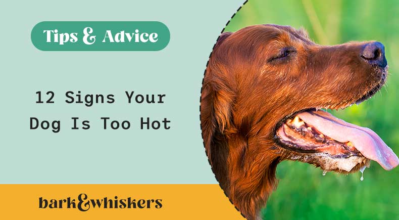 12 Signs Your Dog Is Too Hot