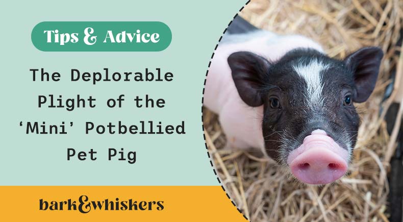 The Deplorable Plight of the 'Mini' Potbellied Pet Pig